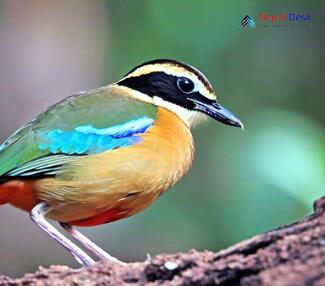 Indian Pitta: The Colorful Maestro of the Undergrowth | Nepal Desk